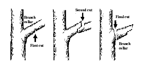 Garden with Betty Cahill: Winter Pruning Punch List