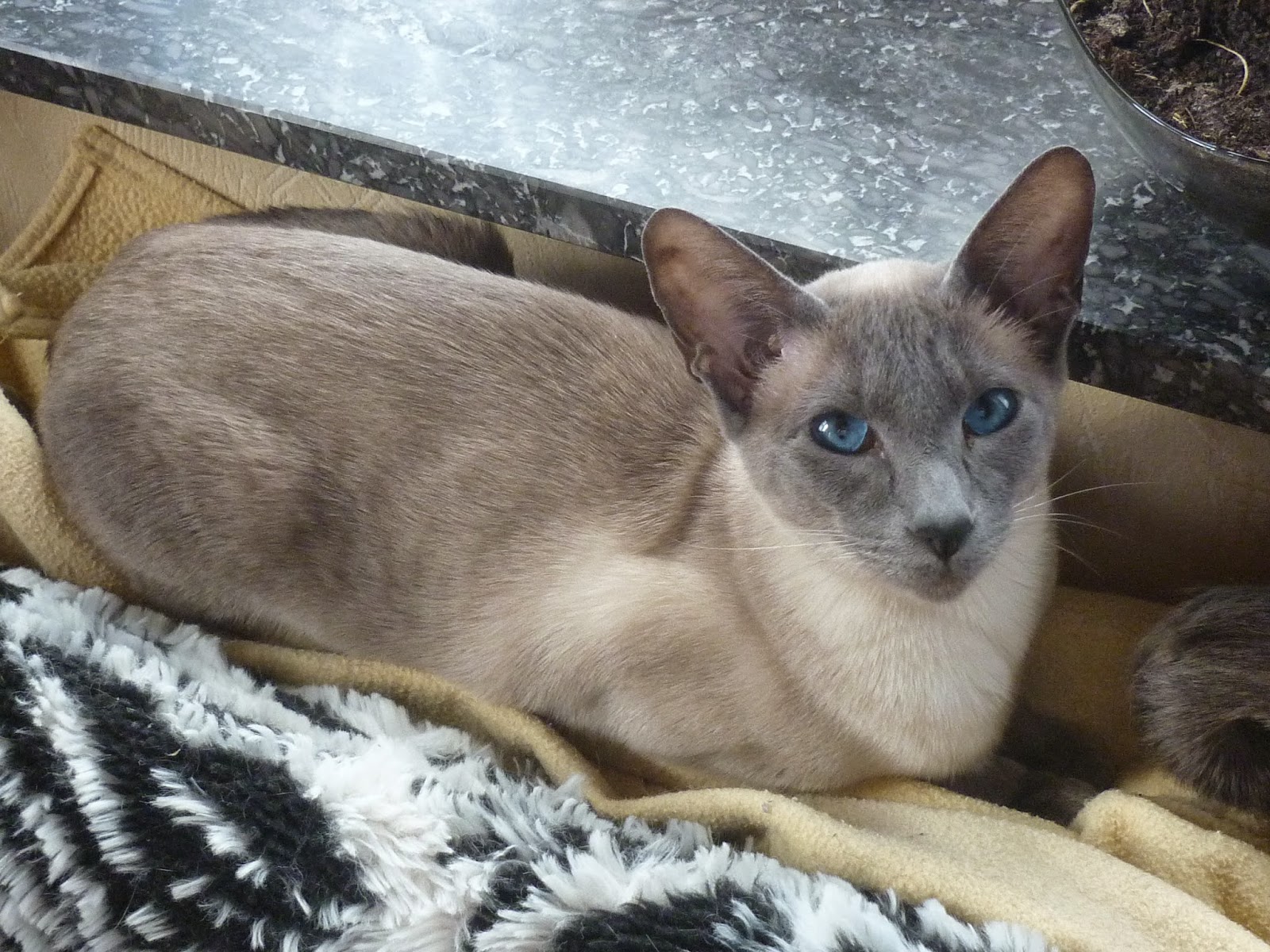 cattery siame's: Siamees en Oosters korthaar Poezen