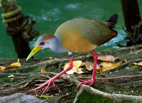 Bellas Aves de El Salvador: Aramides axillaris (tamborcito, rascón ...