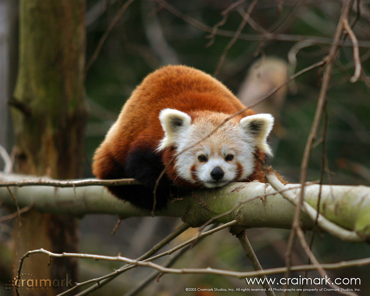 The Red Panda Cute Wildlife | The Wildlife