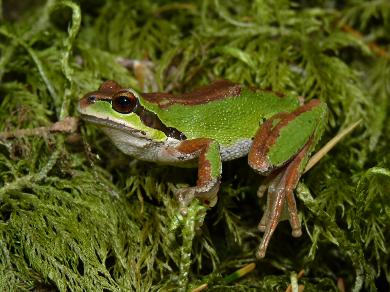 The Naturalest Naturalist: February 2012