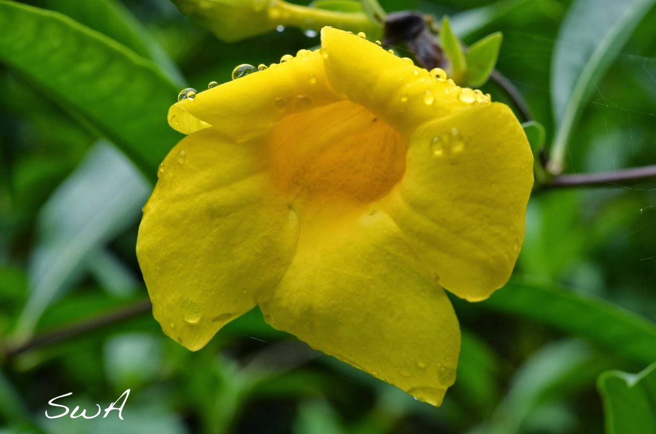 Tropical Biodiversity - Santarém - Pará - Brasil: Alamanda flower