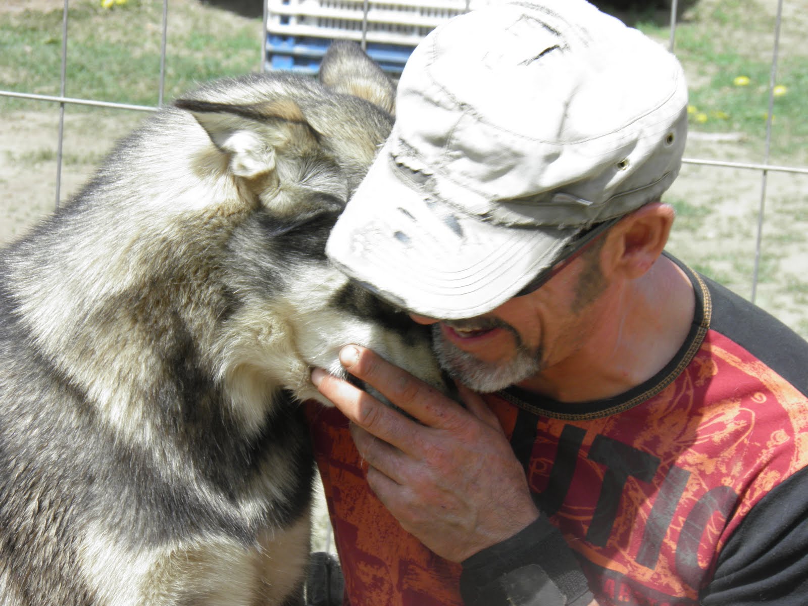 Lazaro´s Team: UNA LABRADOR ENTRE LOBOS!!!