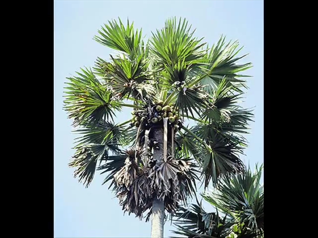 geografiku: Flora Indonesia Tengah