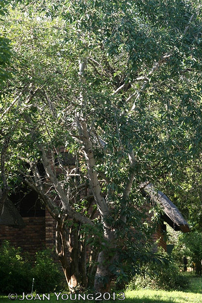 Natures World of Wonder: Wonderboom Fig (Ficus salicifolia)