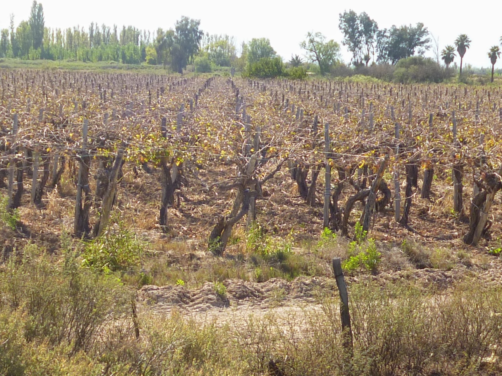 Rodrigo S. Espíndola: Parrales con efecto de peronóspora. San Juan ...