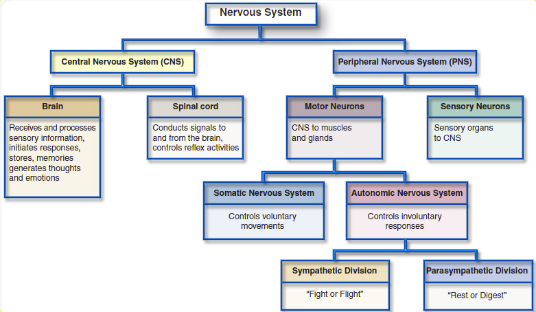The Autonomic Nervous system