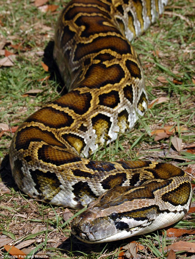 Khabarkini: Penduduk Florida Tangkap Ular Sawa Burma