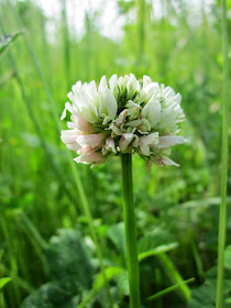 El jardín de la alegría : Trébol blanco enano (Trifolium repens): Para ...