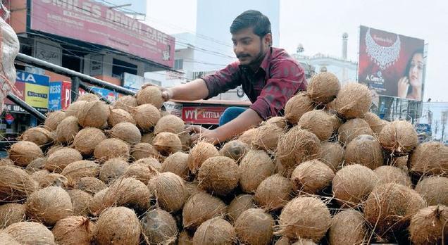 CoconutIndia.com - Pollachi Coconut Suppliers
