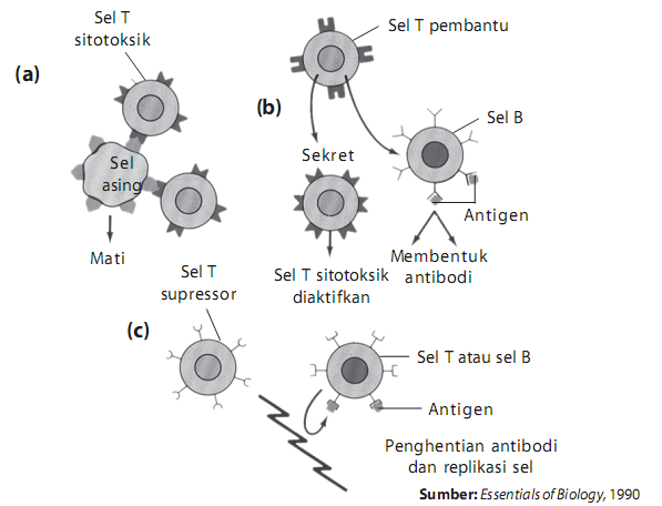 Respon Kekebalan Tubuh | MATERI | SOAL BIOLOGI SMP SMA REMBANG