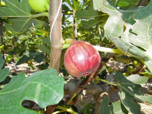 Figs Photo Collection Around the World: Japan Fig Farm