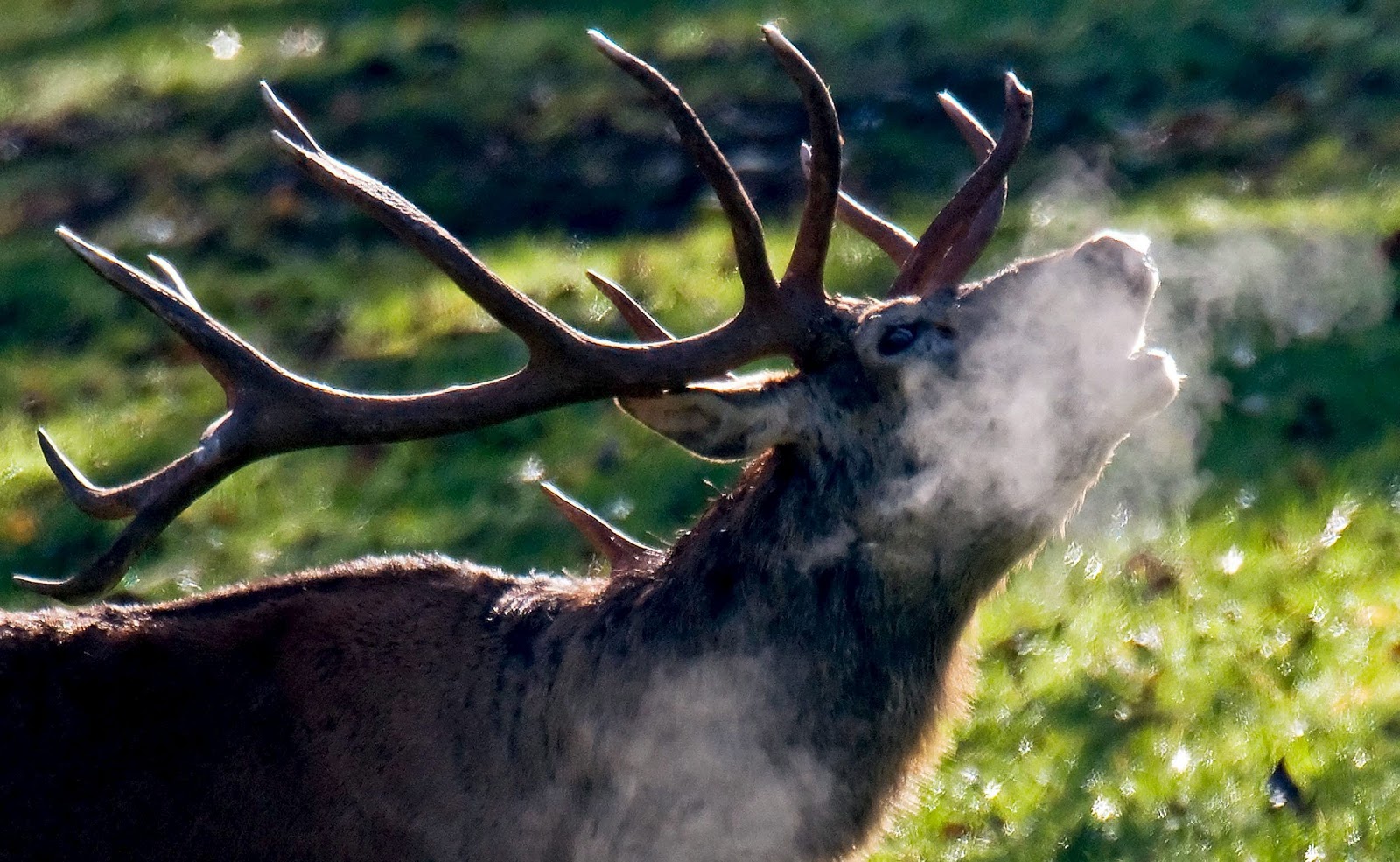 Animals of the world: Red deer
