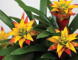 Aneka Bunga Cantik: Bromelia atau Pisang-pisangan