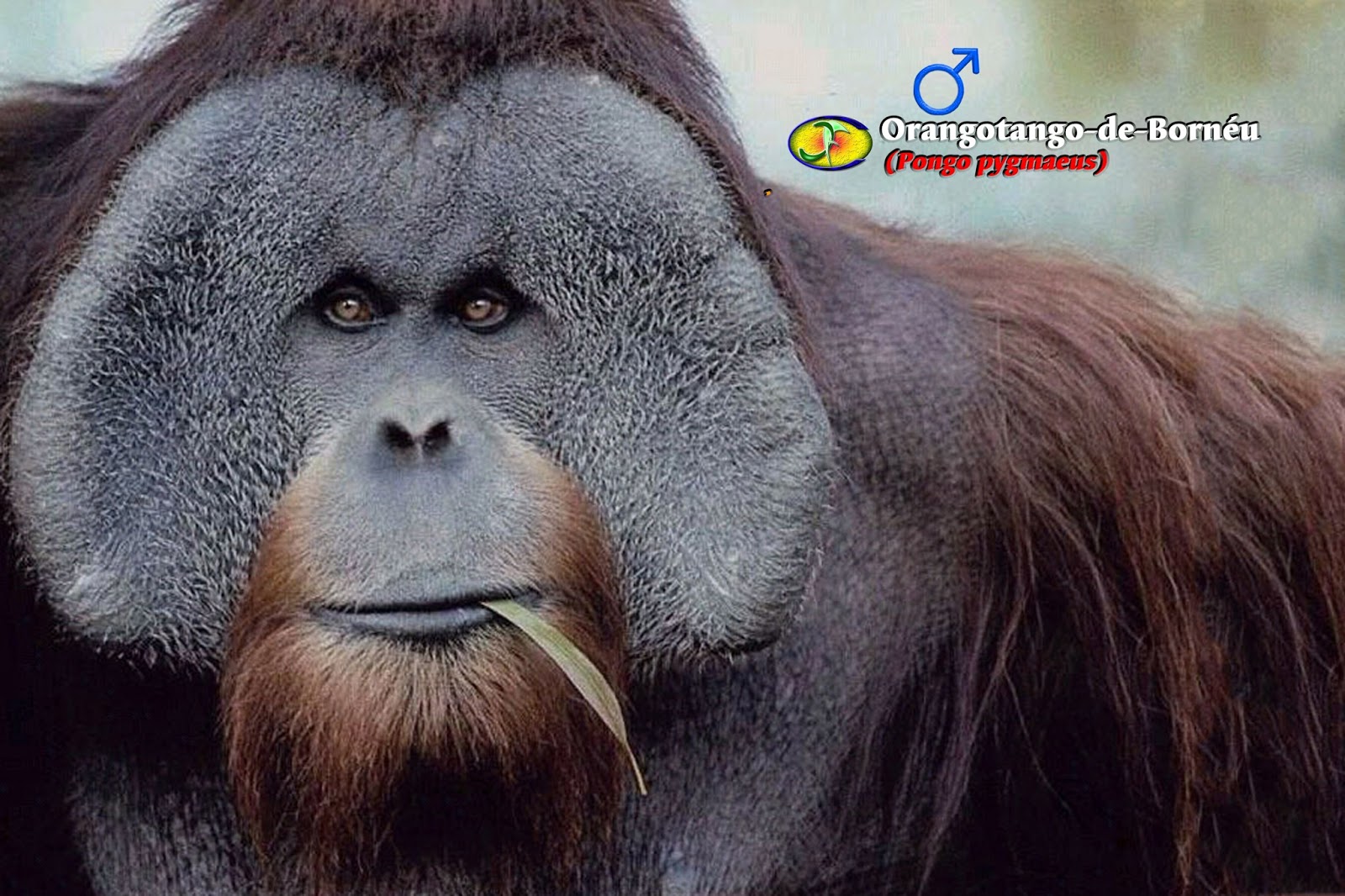 Zoologia: Orangotango-de-Bornéu (Pongo pygmaeus)