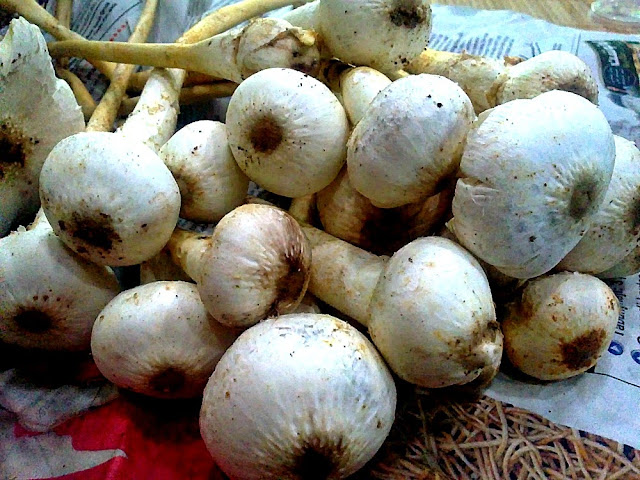 INFO KULAT TAHUN | CENDAWAN PETIR | AKU ANAK PAHANG