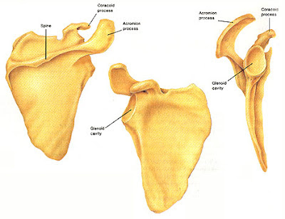 Scapula - Dunia Perubatan