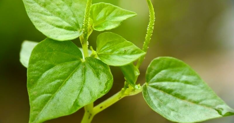 Ari hidayat : Manfaat tanaman ketumpang air / sireh cina / kangkung ...