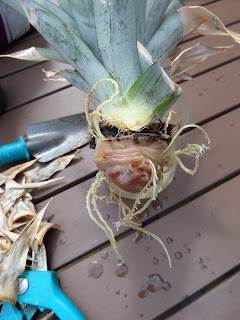 Familie Dubbelop: Kweek je eigen ananas! (-plant)