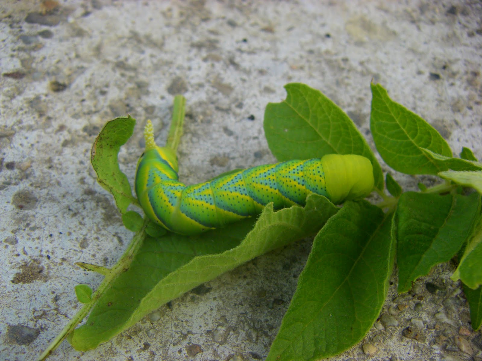Le Farfalle di Elisa: Il Silenzio degli Innocenti