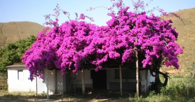 .: Trepadeira primavera buganvile