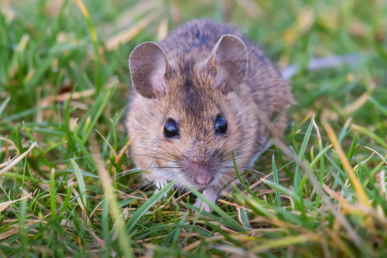 Oxfordshire Wildlife: Wood Mouse