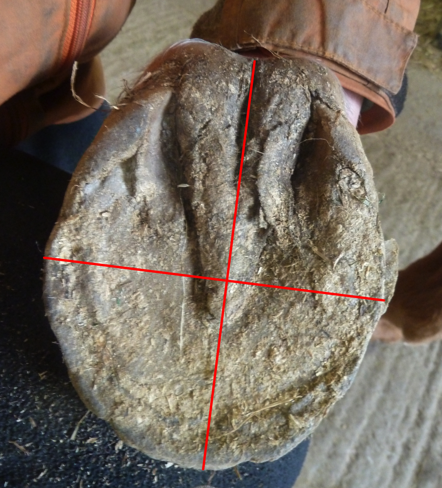 Rockley Farm: Hoof balance - essentials