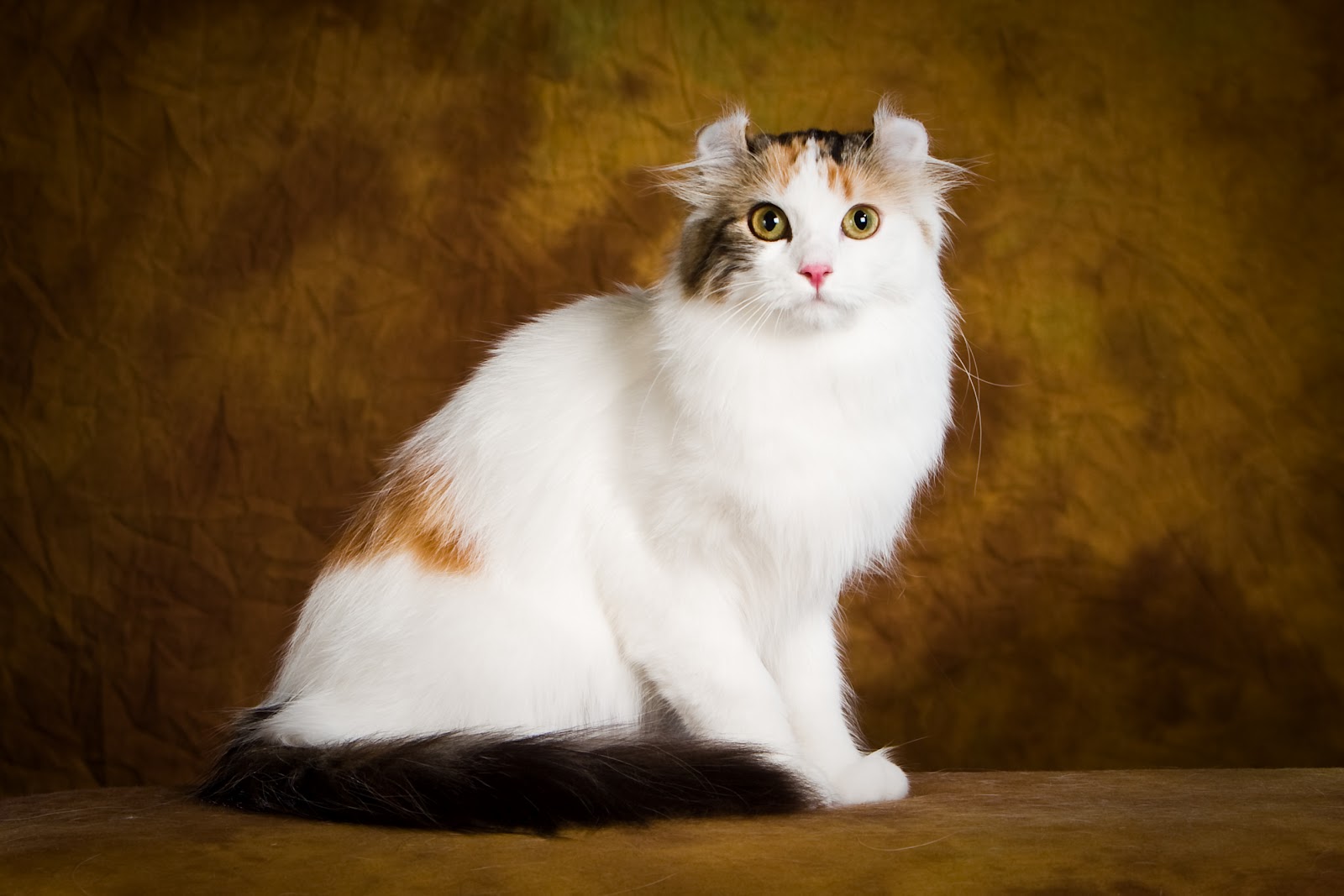 American Curl Cats | Cute Cats