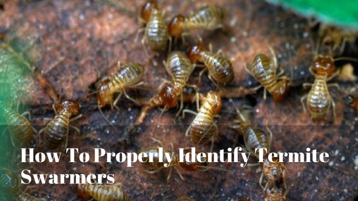 How To Properly Identify Termite Swarmers - Pest Control Guide