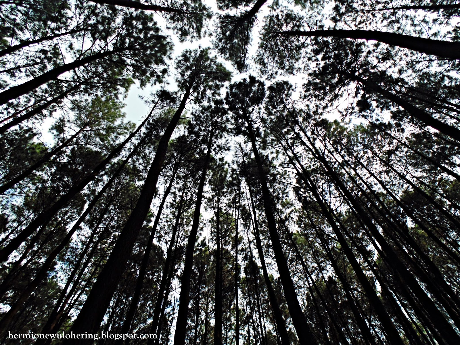 Hutan Pinus & Kebun Buah Mangunan