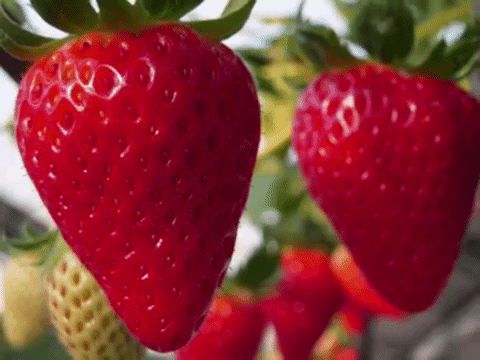 AKI GIFS: Gifs animados Morango