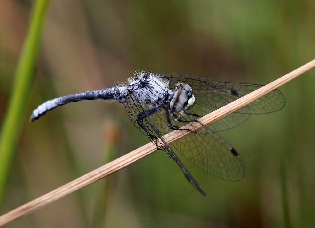 Ohio Birds and Biodiversity: June 2013