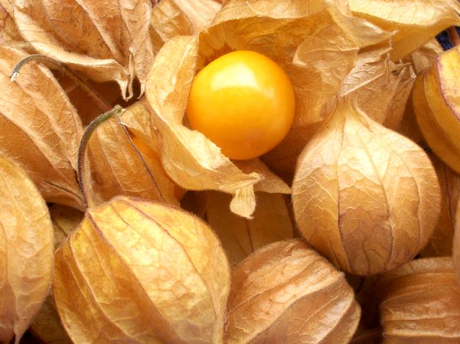 RADIO AYACUCHO: Ayacucho: Presentan derivados de Capuli (Aguaymanto)