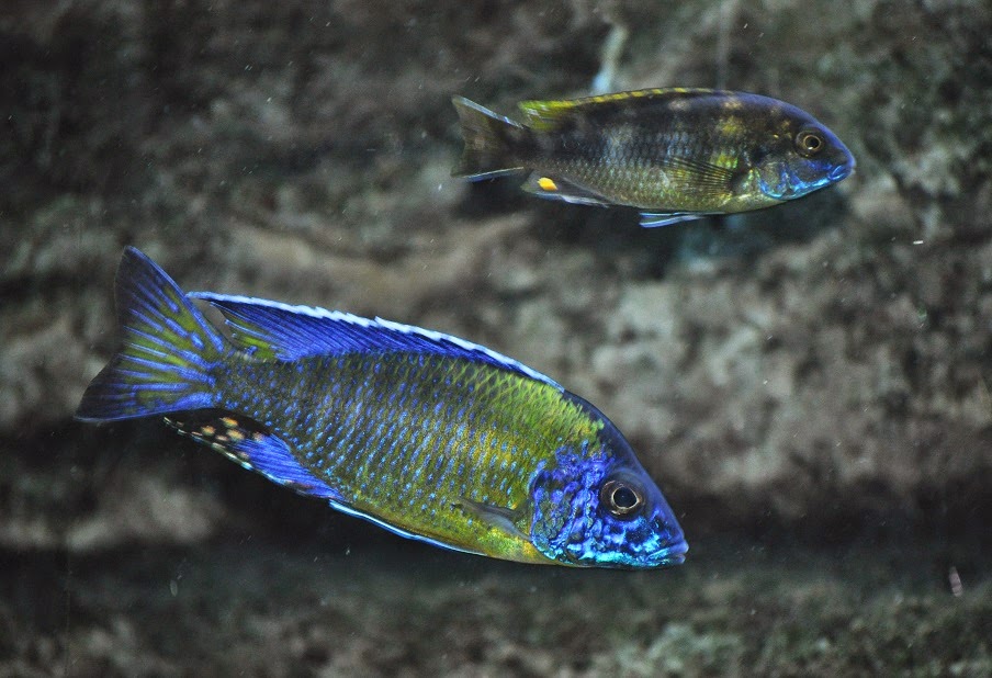 ZOOTOGRAFIANDO (6.100 ANIMALS): CÍCLIDO AULONOCARA (Aulonocara steveni)