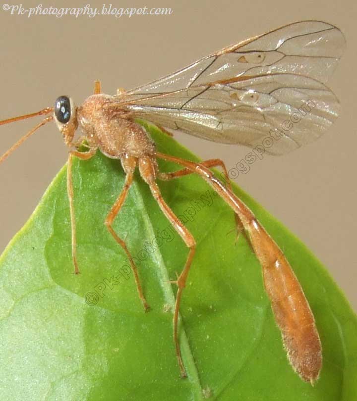 Short-tailed Ichneumon Wasp (Ophion sp.) | Nature, Cultural, and Travel ...