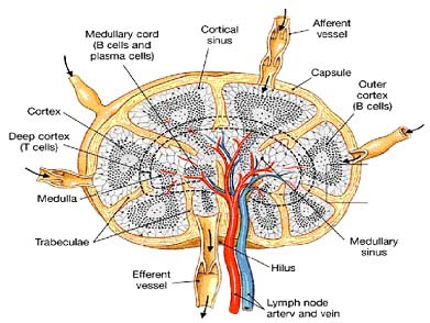 Biology Club: Overview of the lymphatic and immune system Part1