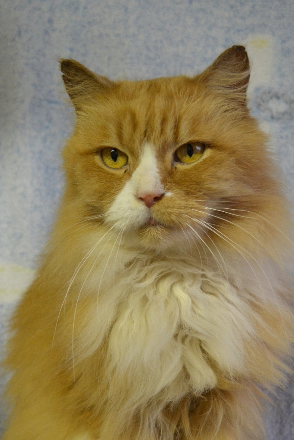 Art et glam: La beauté du chat roux