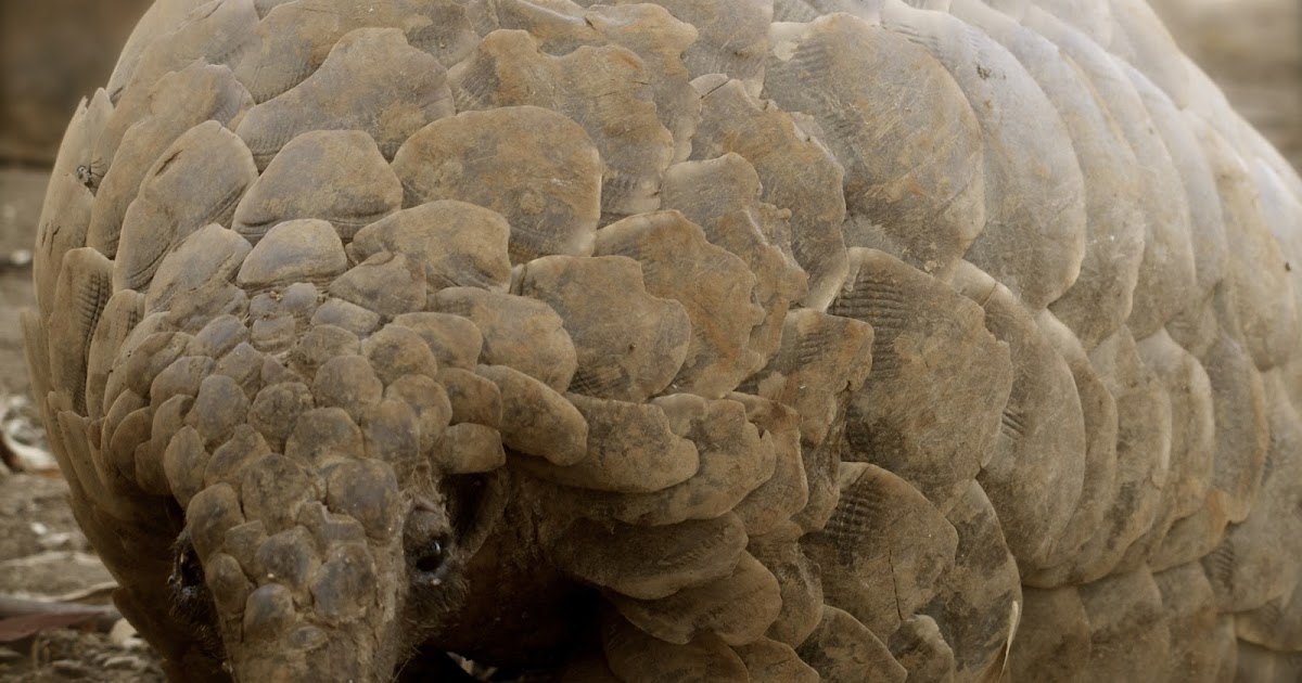 Safari Ecology: Ground Pangolins and Convergent Evolution