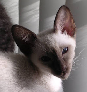 Siameses Cats: Siameses cats kittens,colors and sterilize