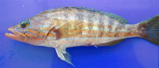 Artes de Pesca: VAMOS A PESCAR CABRILLA