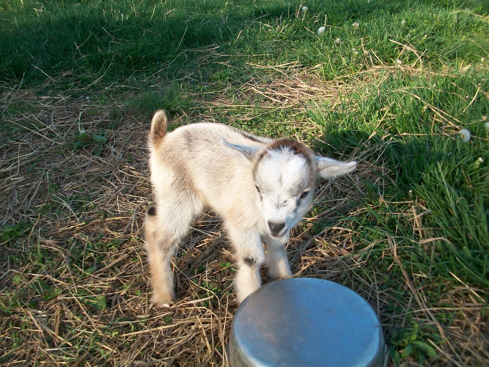 Wildflower Acres: My cute little Pygmy goat kids