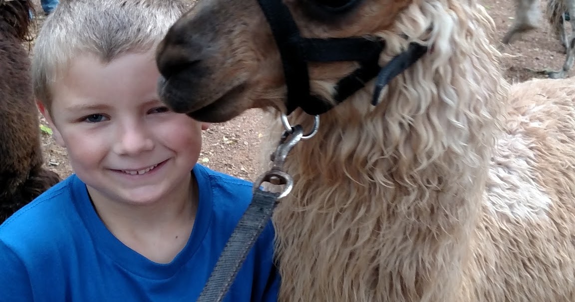 Carlson's Llovable Llama's ~ Fun For the Whole Family!