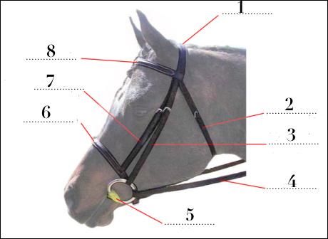 Le Haras D'Epson: ★Le Galop 2★