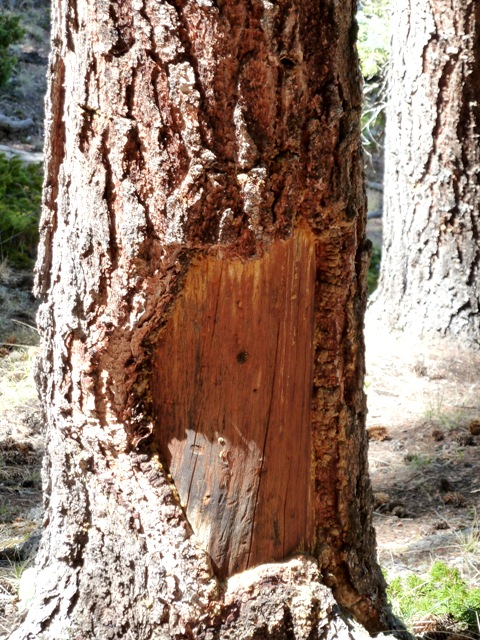 Colorado Earth Science: Living Archaeology: Culturally Scarred Trees ...
