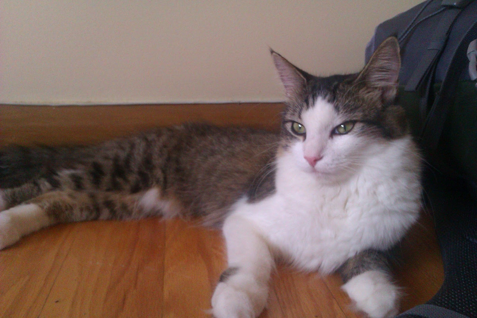 Cherry Street Cats: Whew