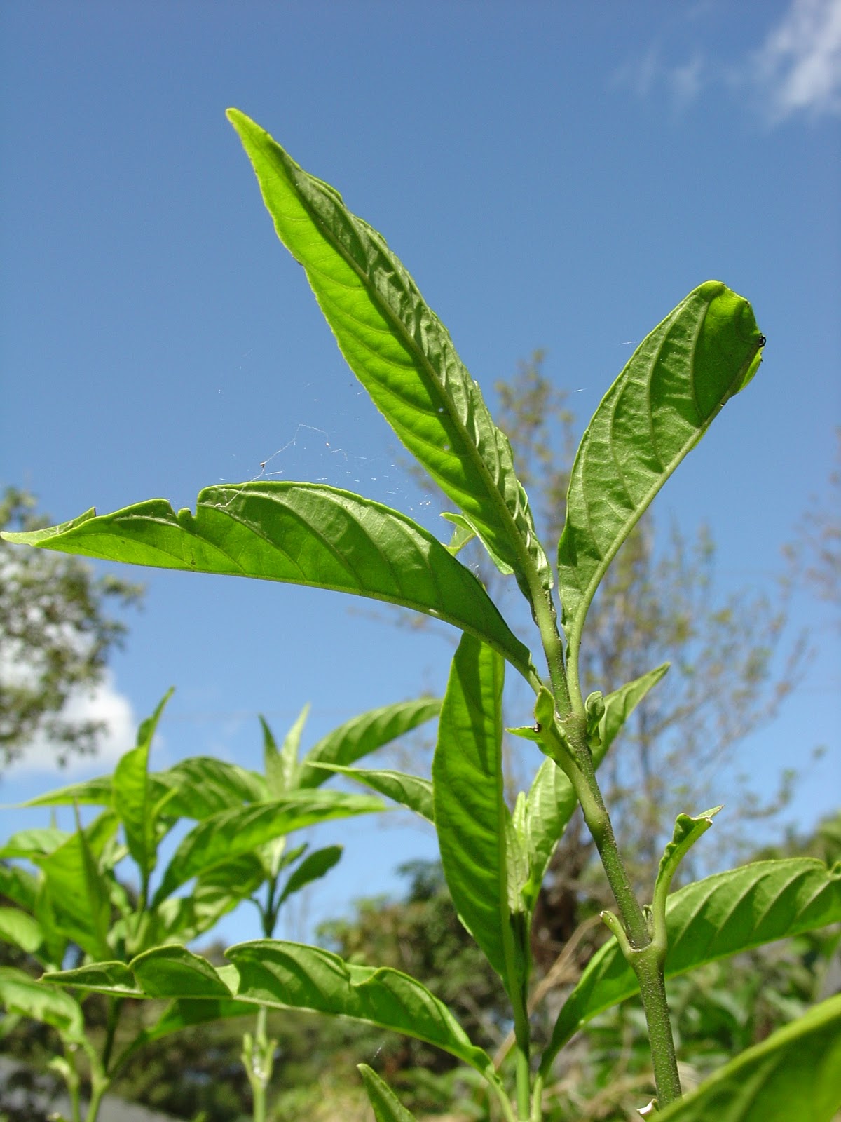 Medicinal Plants at Pura Vida Spa & Yoga Retreat: Blue bush (Azul de Mata)