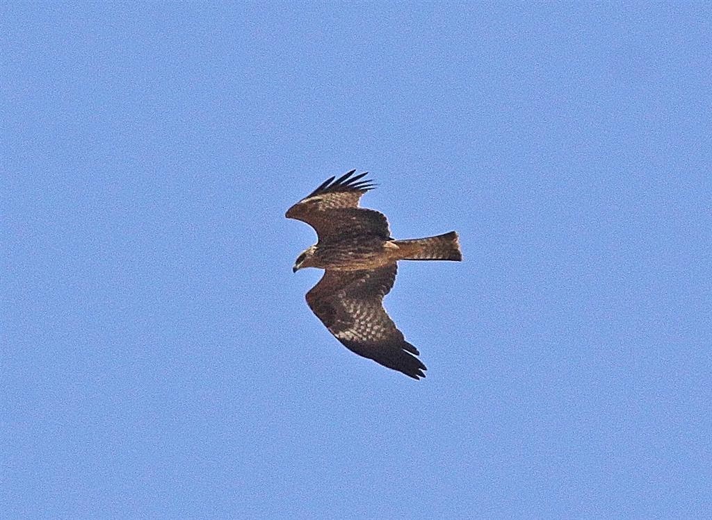 Michael Foley: Bird Photographs 2010-plus