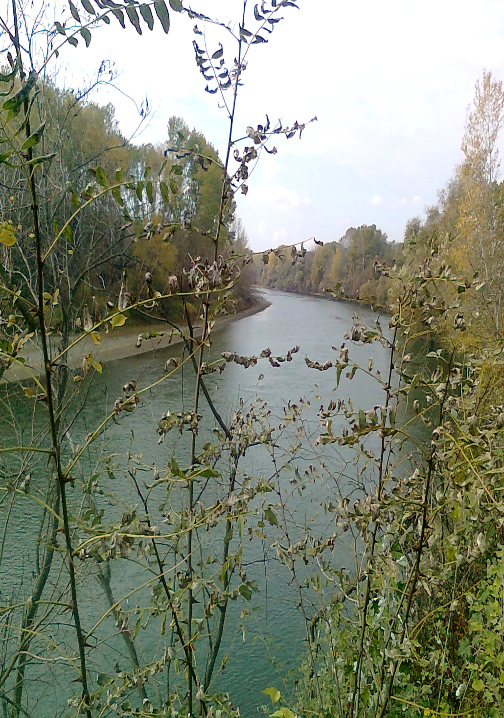 Romantism si poezie: Prutule - lacrimă curgătoare