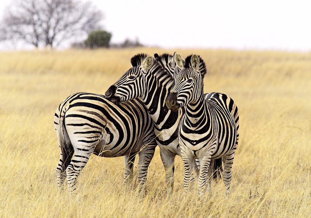 Contes d' Animals: LA ZEBRA