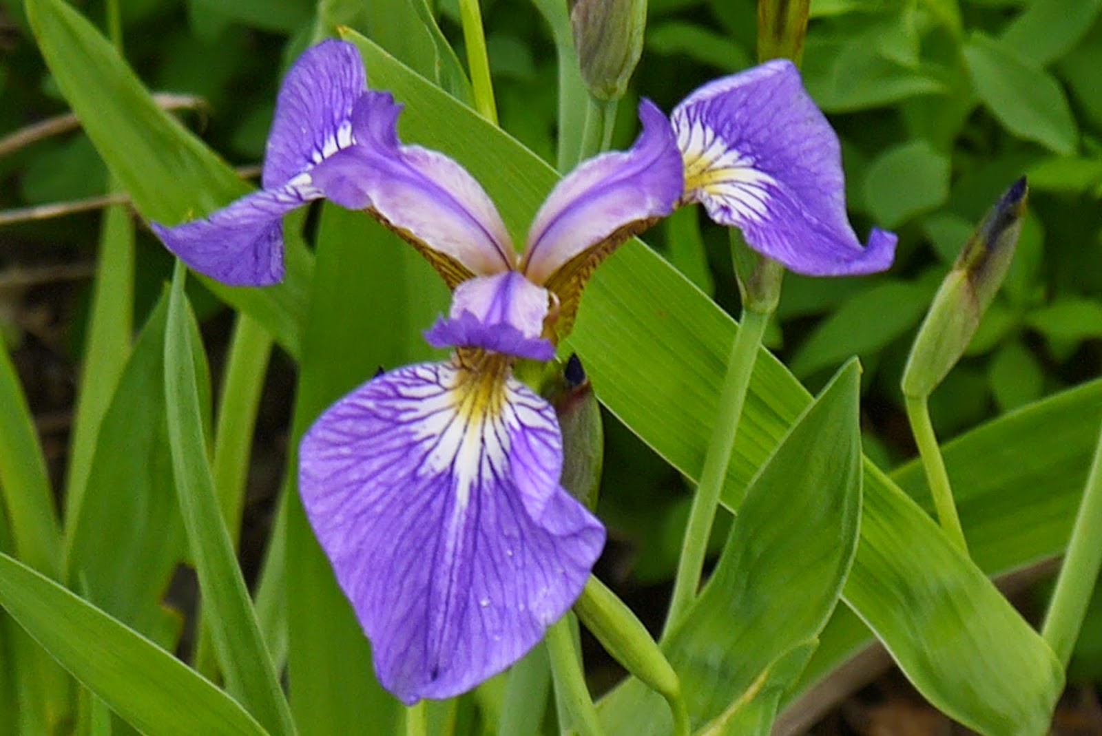 A not so simple garden: Iris Species in my School Garden